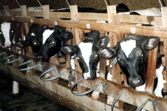 Factory Farming is the Definition of Extreme Misery for Animals ...