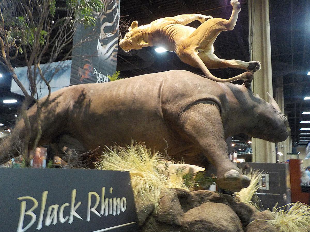 Trophy Hunters Killed 1.7 Million Animals since 2010 – Crickey Amigu di ...