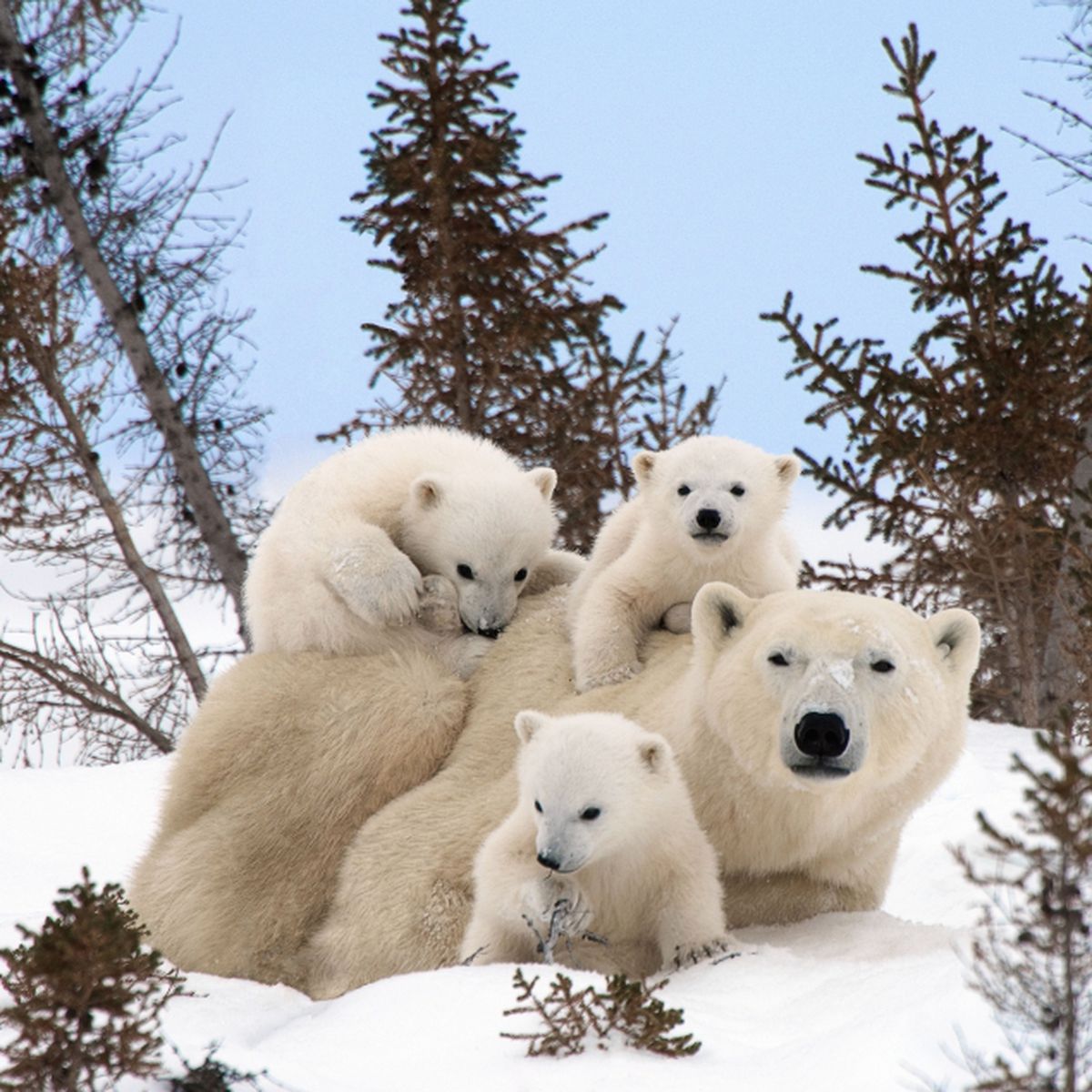Polar bears caught feeding on a Whale Carcass in the Arctic – Crickey ...
