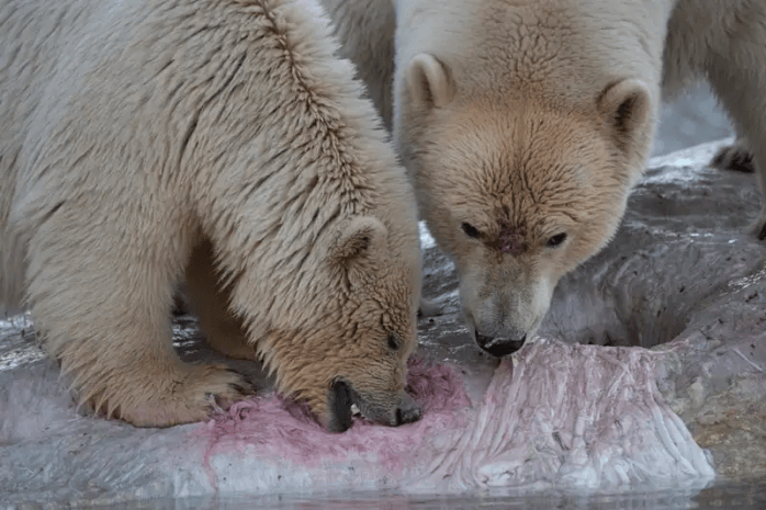 Polar bears caught feeding on a Whale Carcass in the Arctic – Crickey ...