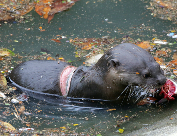 Cheeky Otters are thriving in Singapore – Crickey Amigu di Natura