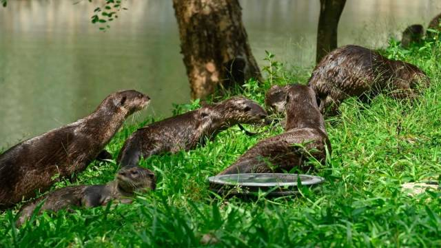 Cheeky Otters are thriving in Singapore – Crickey Amigu di Natura